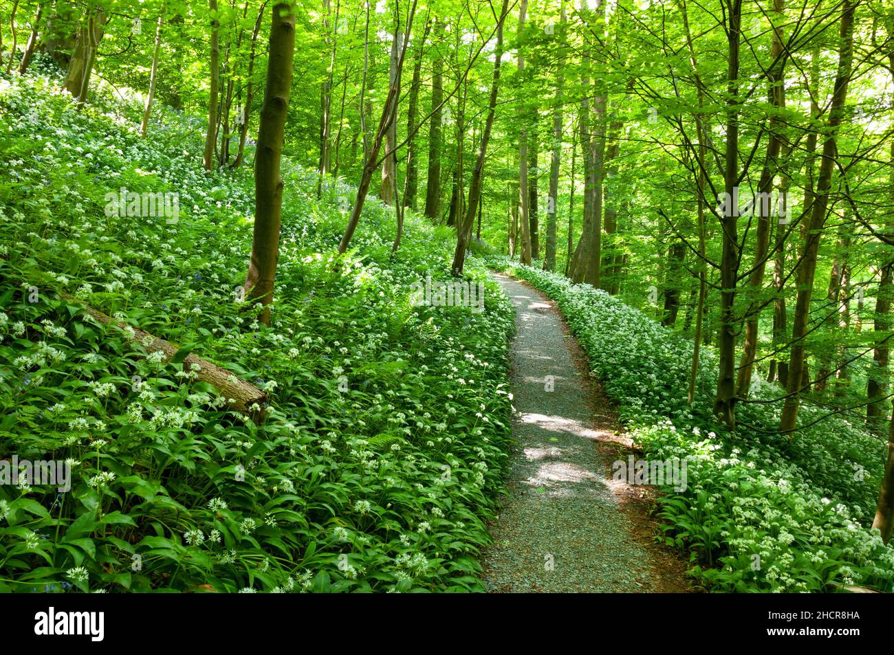 strid wood, wild garlic and path at bolton abbey Stock Photo - Alamy