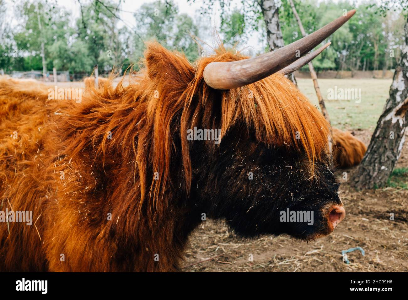 Bull closeup hi-res stock photography and images - Alamy