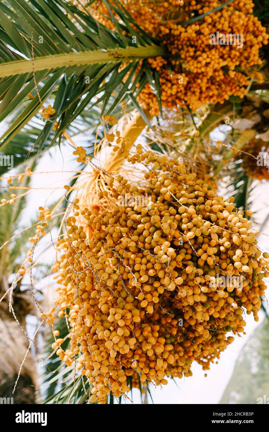 Large clusters of ripe dates on palm. Close-up Stock Photo - Alamy