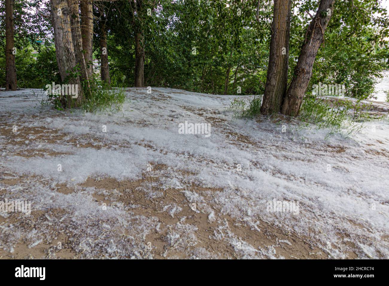 Green grass poplar fluff hi-res stock photography and images - Alamy