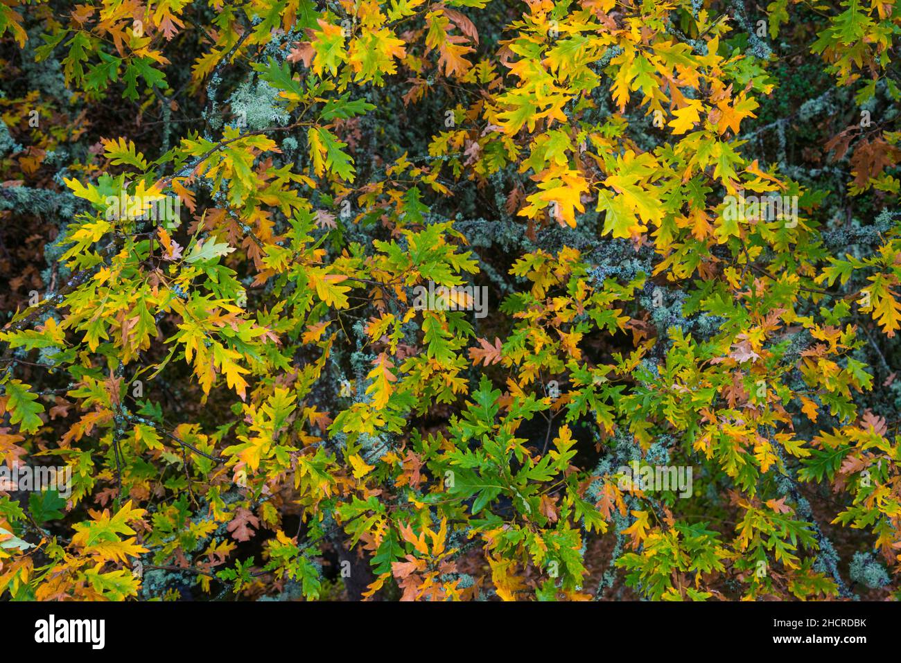 Arbol roble hi-res stock photography and images - Alamy