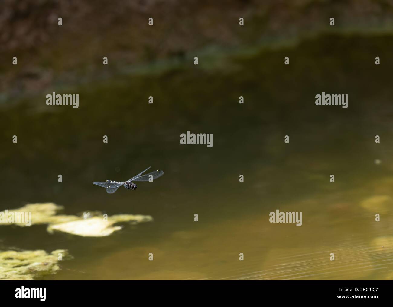 Dragonfly flying over a pond Stock Photo - Alamy