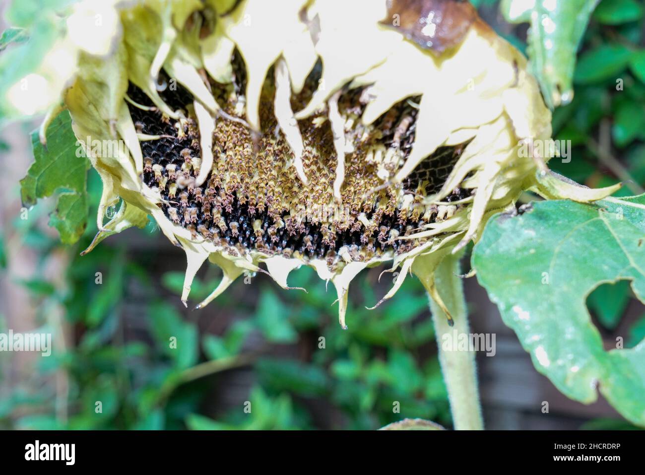 Sunflowers in bloom in the field photographed in daylight Stock Photo ...