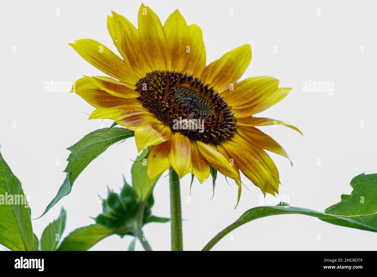 Sunflowers in bloom in the field photographed in daylight Stock Photo ...