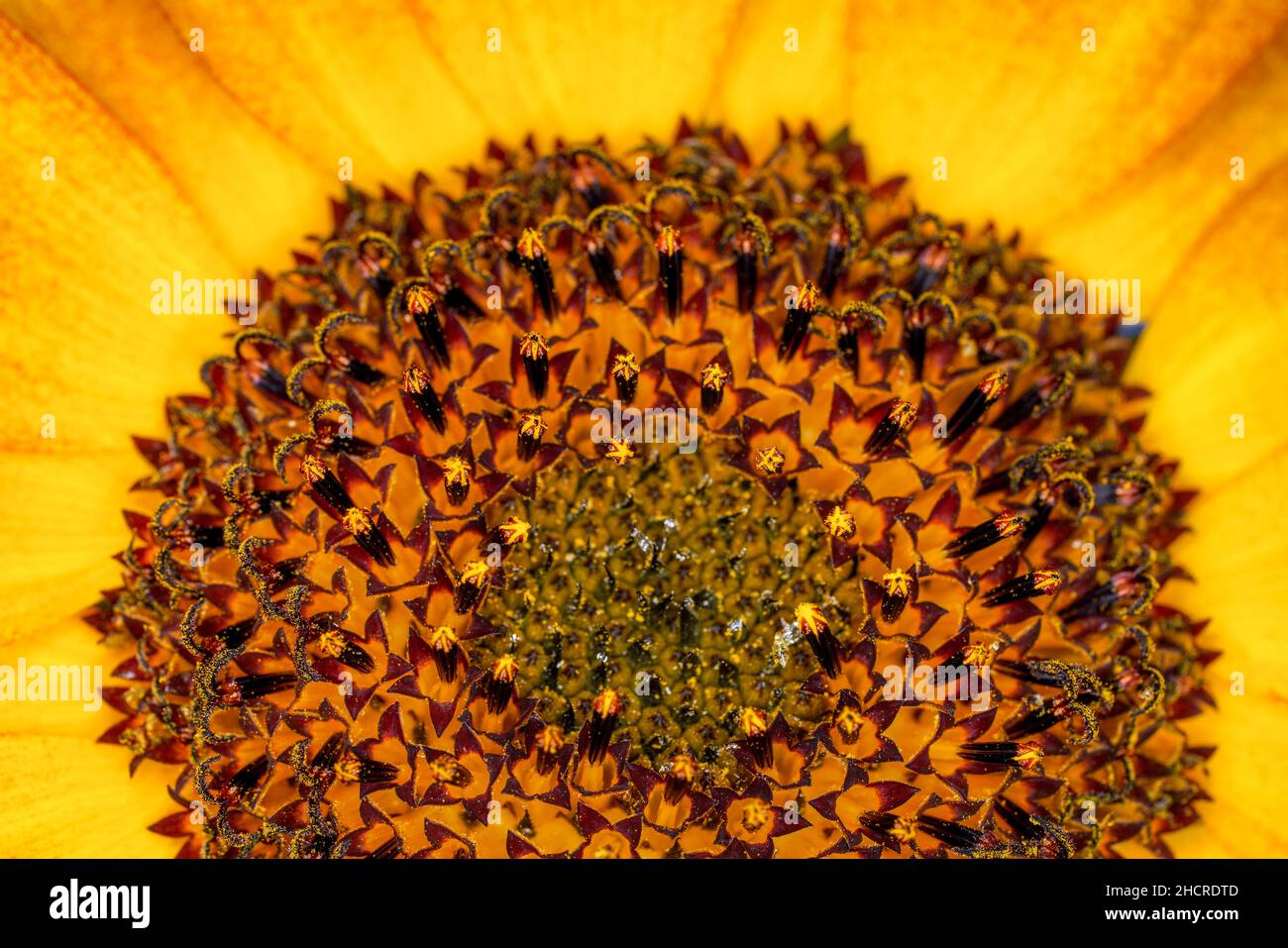 Sunflowers in bloom in the field photographed in daylight Stock Photo ...