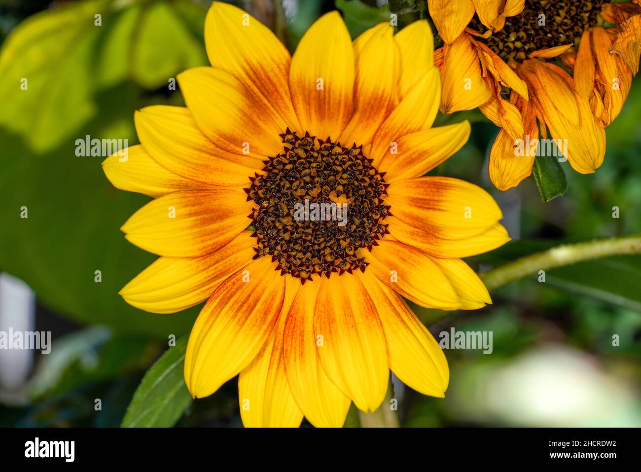 Sunflowers in bloom in the field photographed in daylight Stock Photo ...