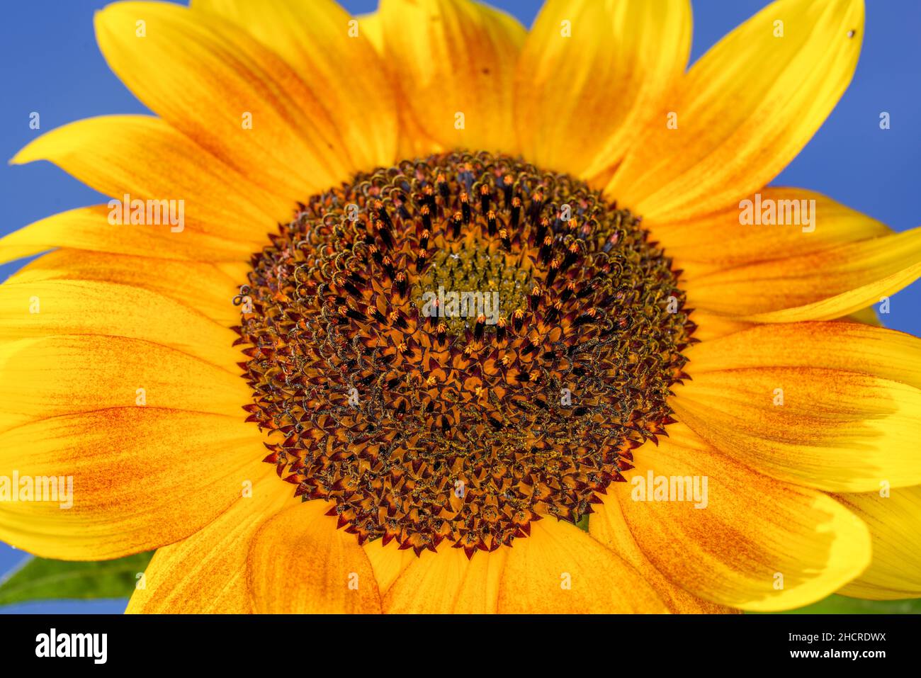Sunflowers in bloom in the field photographed in daylight Stock Photo ...