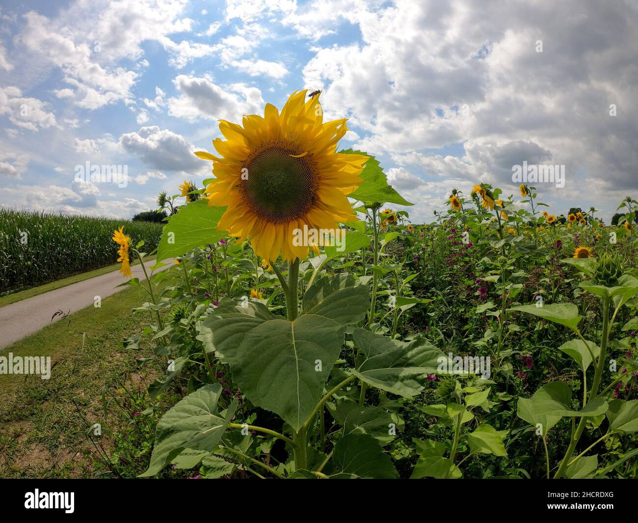 Sunflowers in bloom in the field photographed in daylight Stock Photo ...