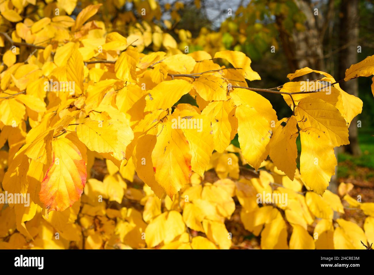 Parrotia persica, Persian ironwood deciduous tree detail of autumn ...