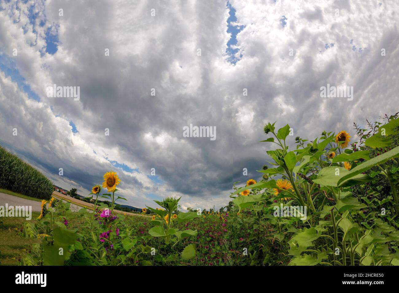 Sunflowers in bloom in the field photographed in daylight Stock Photo ...