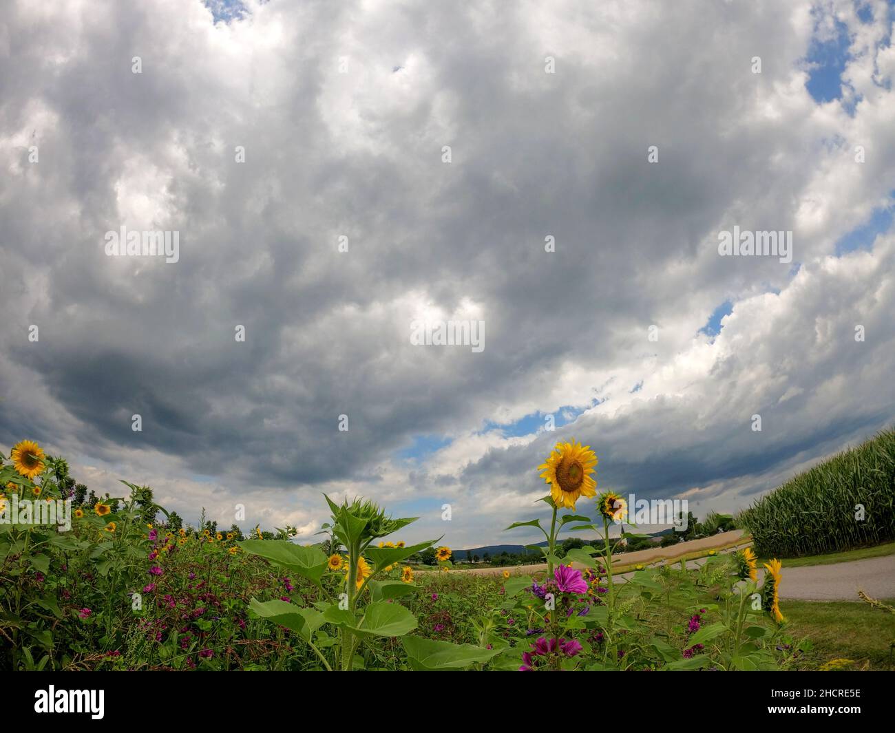 Sunflowers in bloom in the field photographed in daylight Stock Photo ...