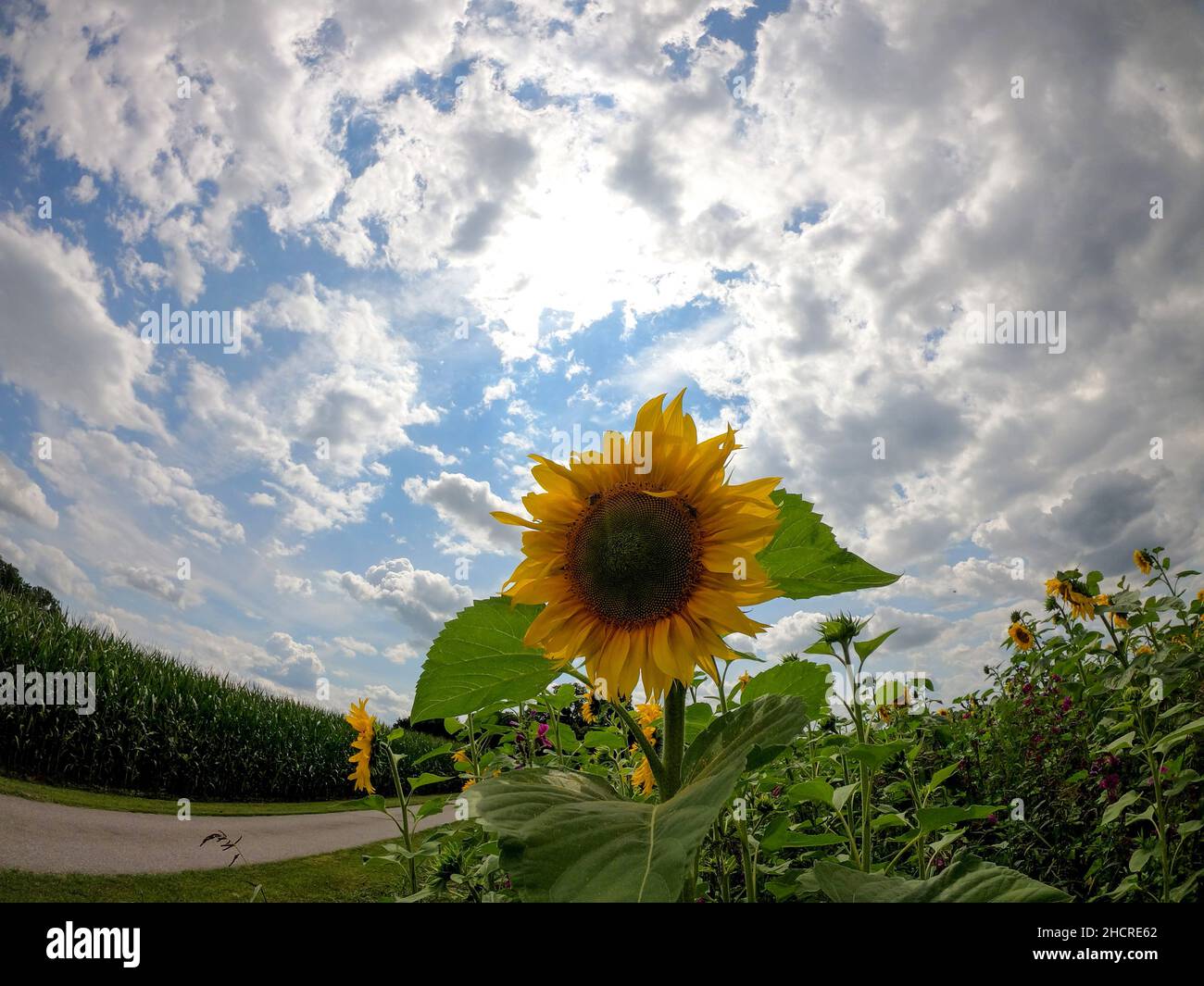 Sunflowers in bloom in the field photographed in daylight Stock Photo ...