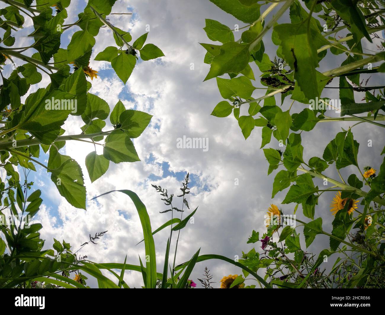 Sunflowers in bloom in the field photographed in daylight Stock Photo ...