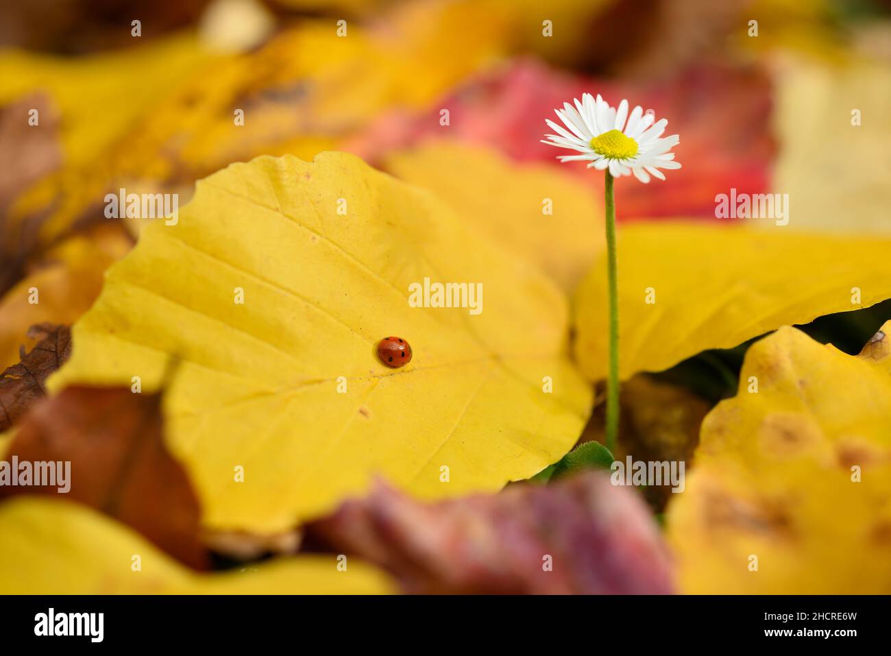 Isolated daisy flower growing out of bed of dead leaves of yellow ...