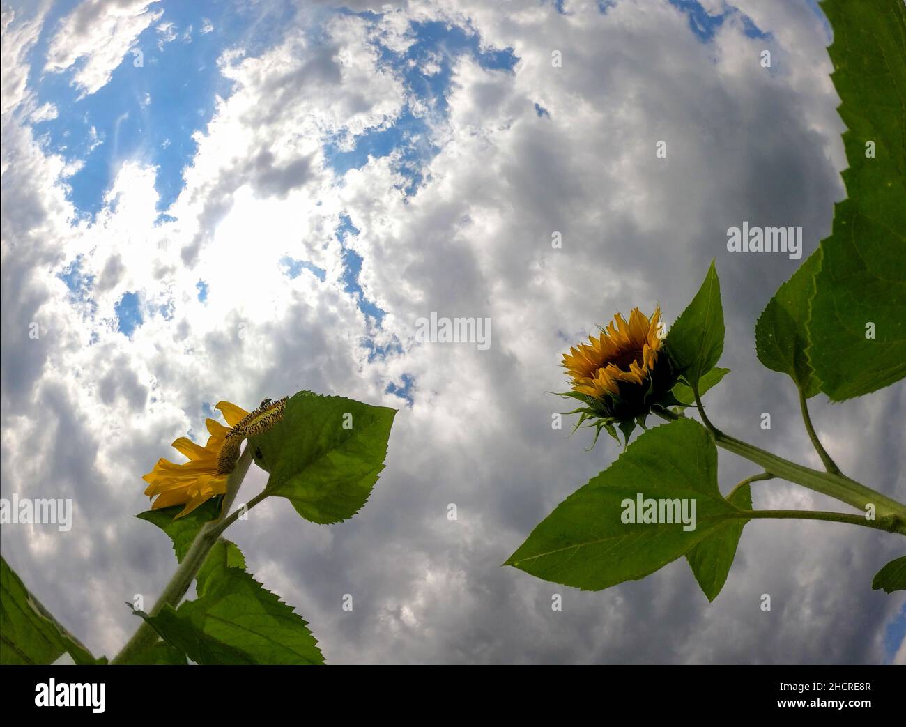 Sunflowers in bloom in the field photographed in daylight Stock Photo ...