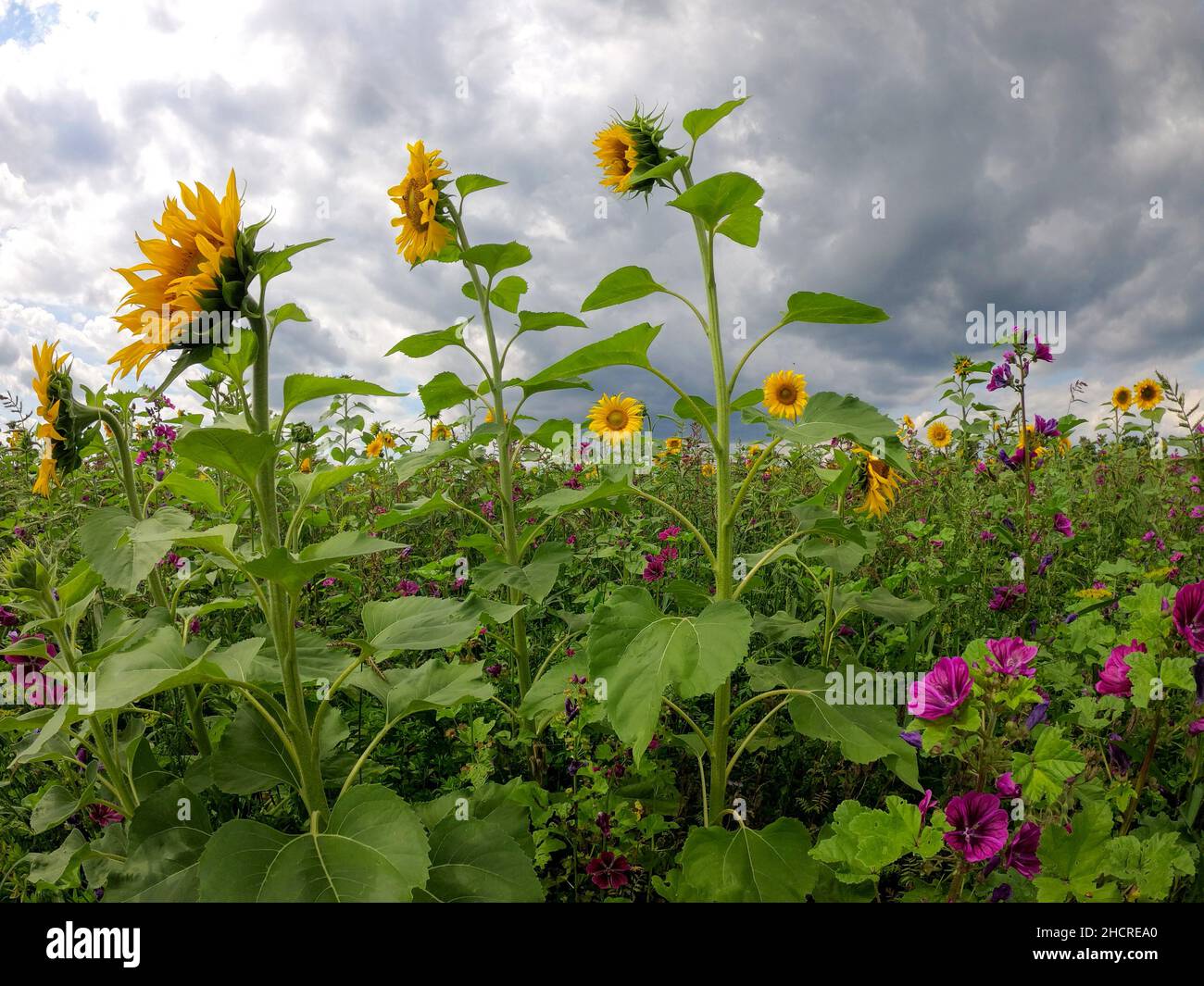 Sunflowers in bloom in the field photographed in daylight Stock Photo ...