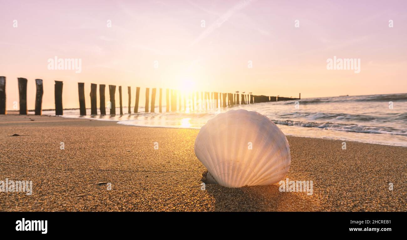 Sea shell on beach over sunset seascape background Stock Photo - Alamy