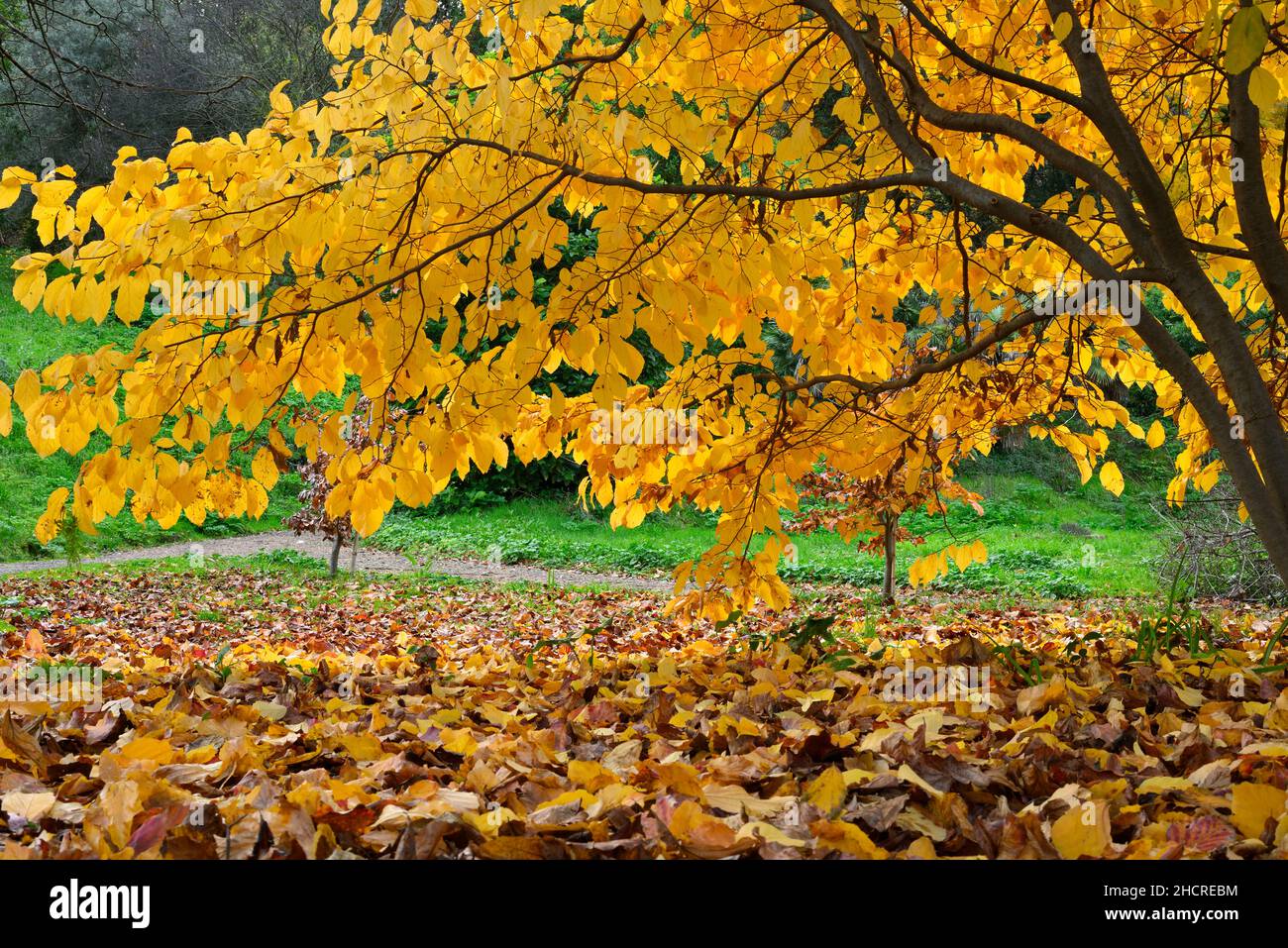 Parrotia persica, Persian ironwood deciduous tree related to the witch ...