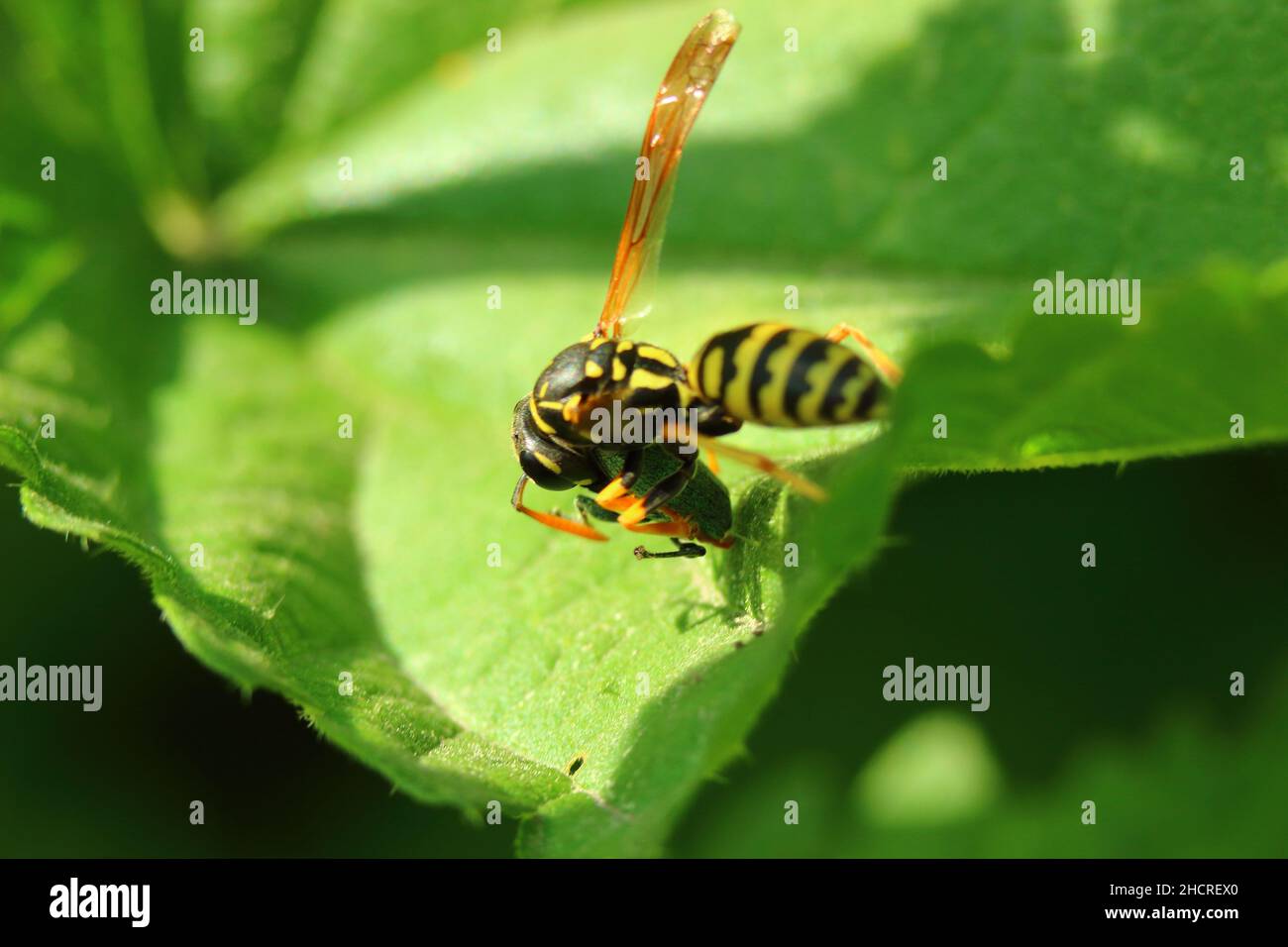 Common wasp perched on a green leaf Stock Photo - Alamy