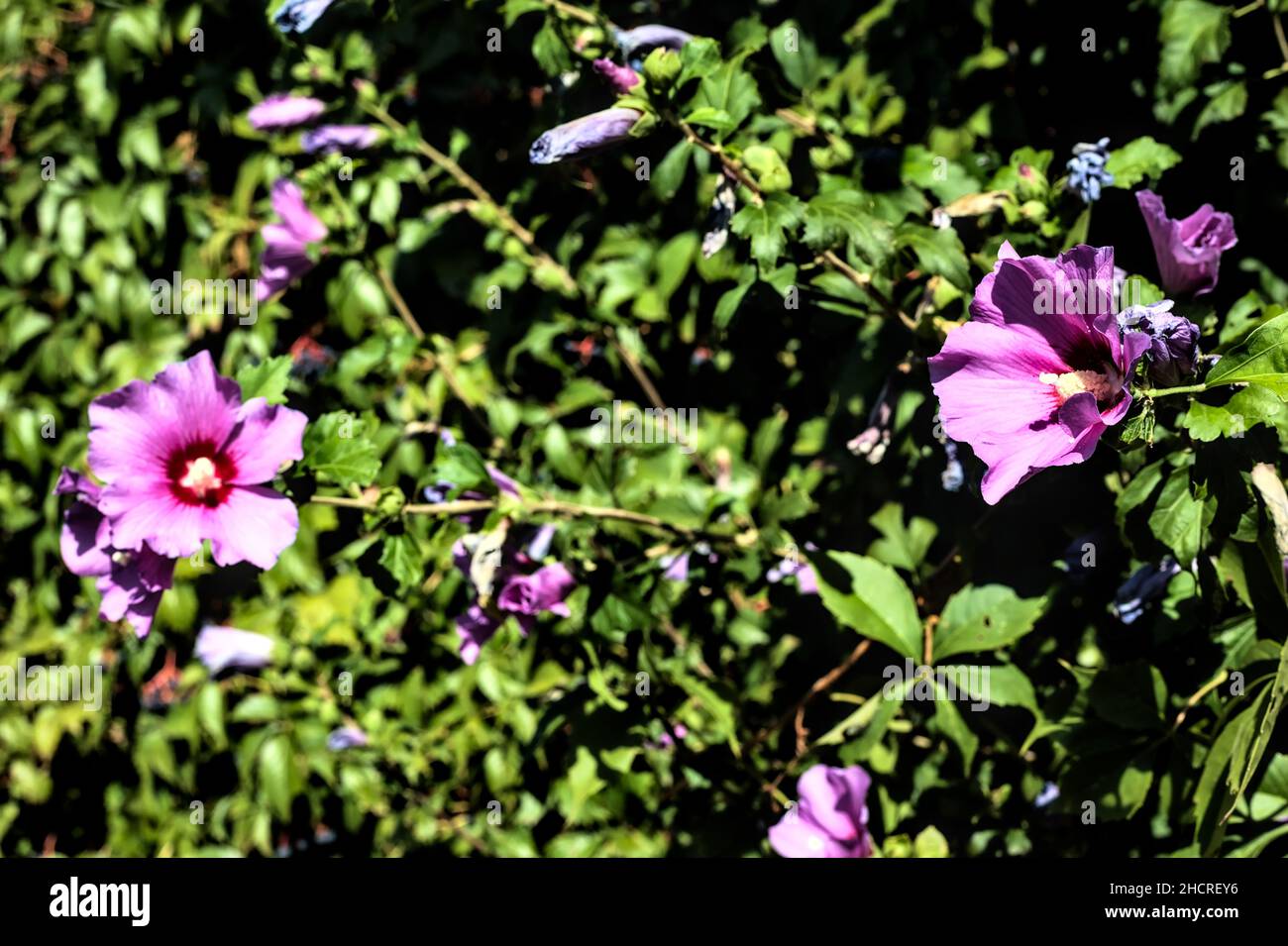 Purple hibiscus flowers in bloom seen up close Stock Photo - Alamy