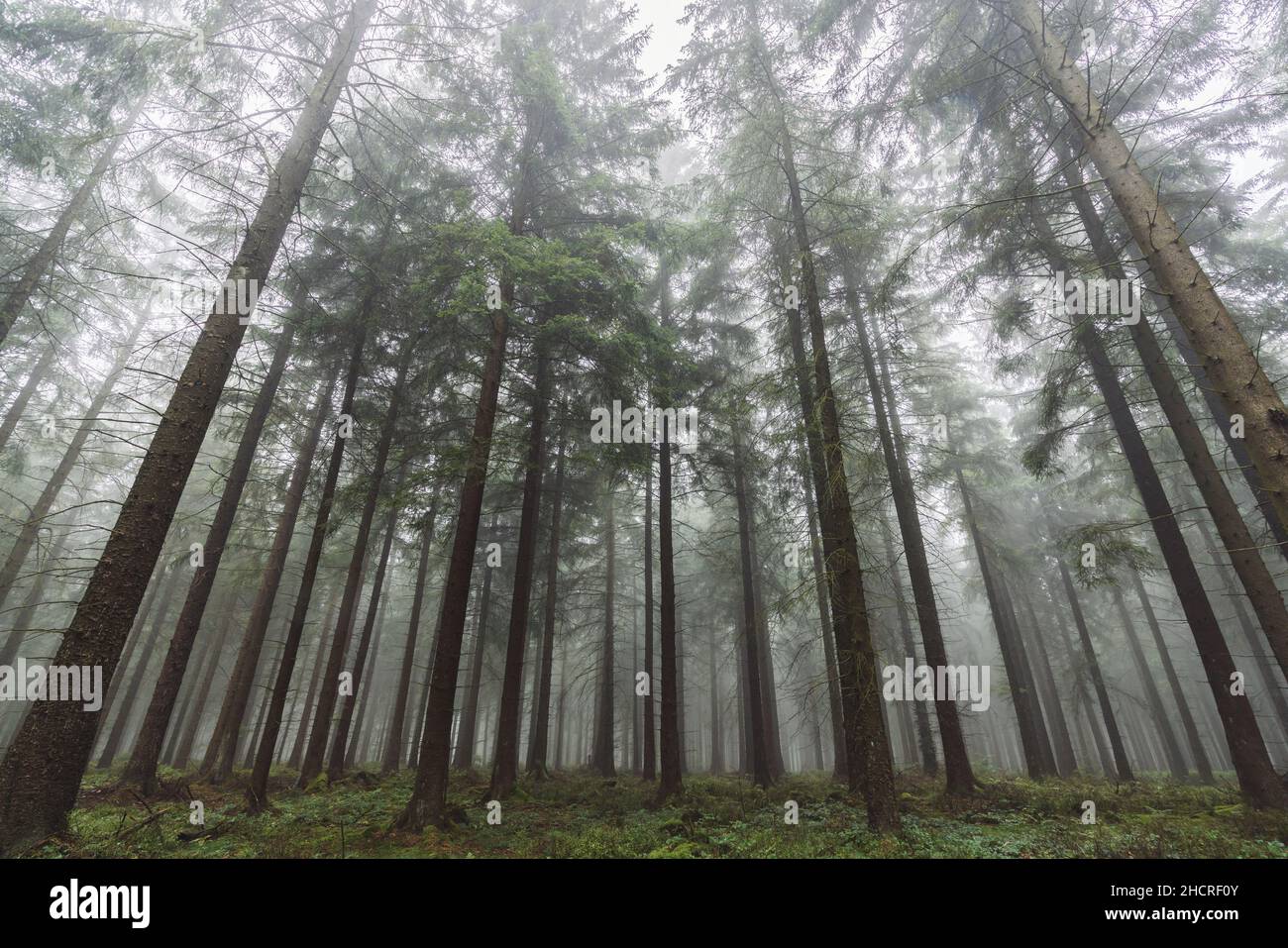 wilderness landscape forest with pine trees and mist Stock Photo - Alamy