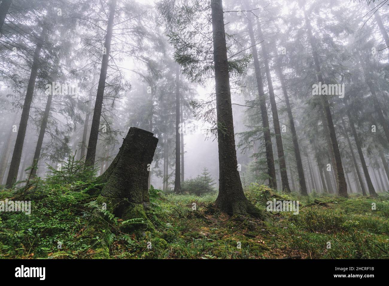 dark pine tree forest with fog Stock Photo - Alamy