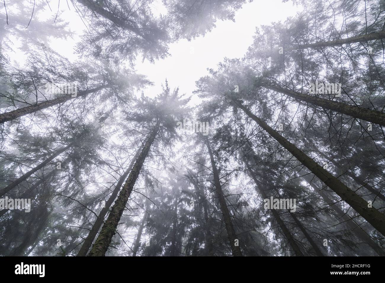 top of trees in a foggy forest Stock Photo - Alamy