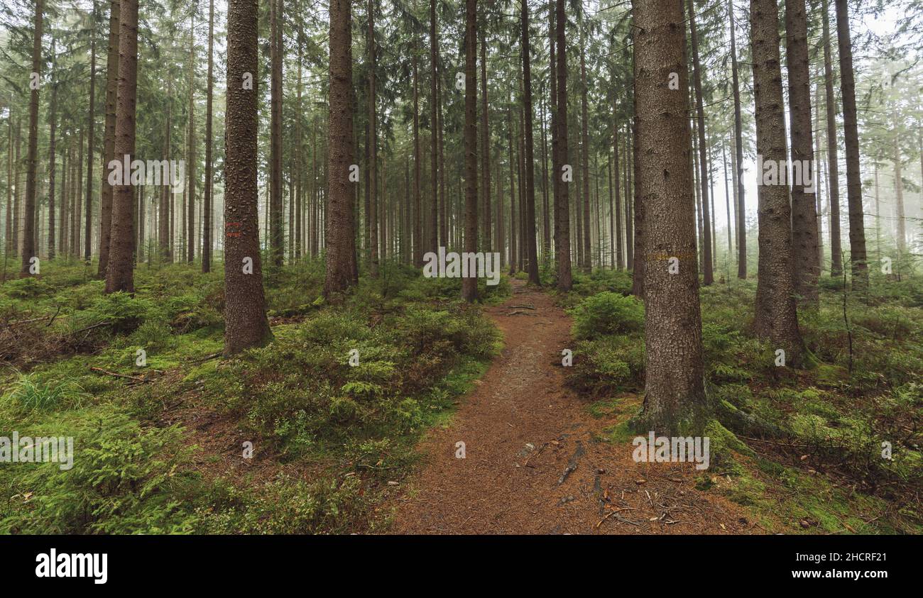 Path in a forest covered with mist Stock Photo - Alamy