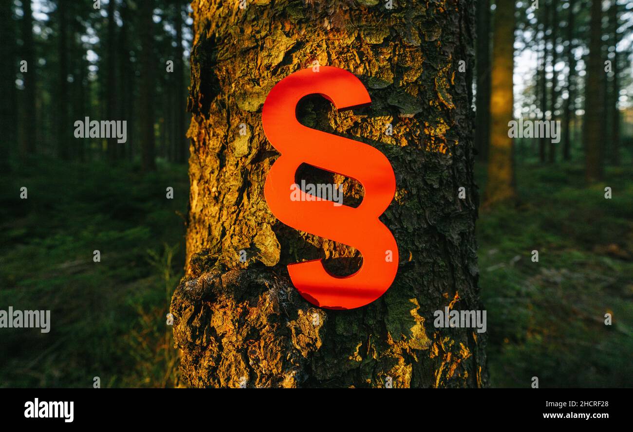 paragraph symbol of Law and Justice in to the deep forest sun on a tree ...