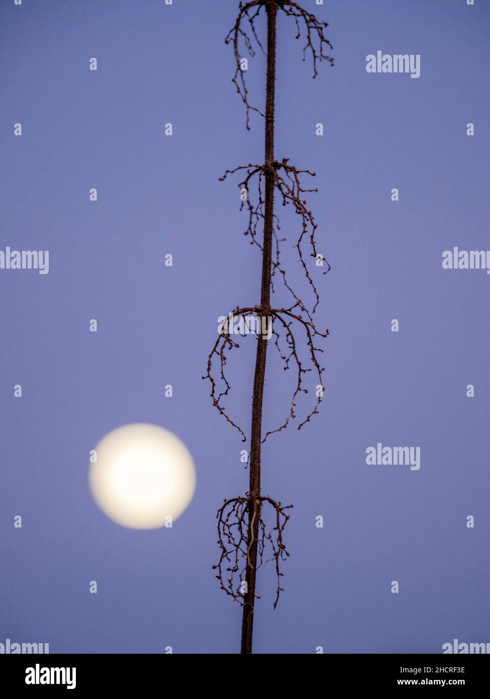 Full moon rising over a nettle plant in Austwick in the Yorkshire Dales ...