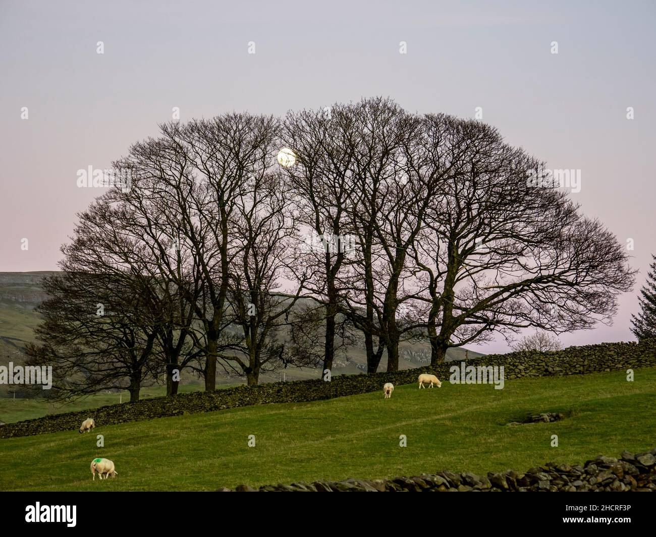 Full moon rising over a farm in Austwick in the Yorkshire Dales, UK ...