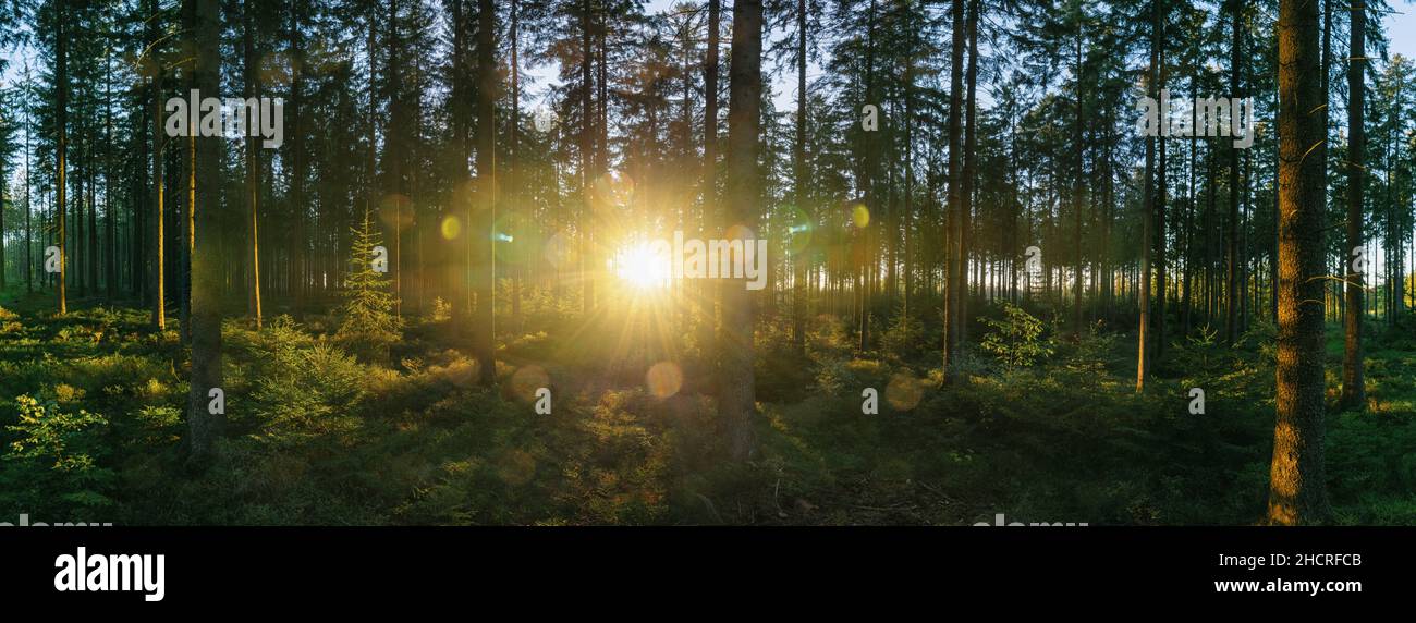 forest backlighted by golden sunlight before sunset panorama Stock ...