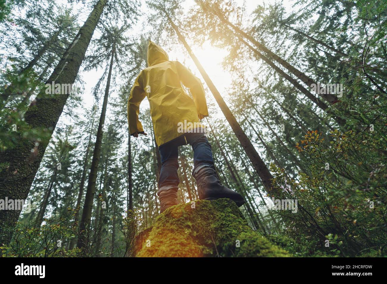 Young man standing on a tree trunk in the forest watching to the tree ...