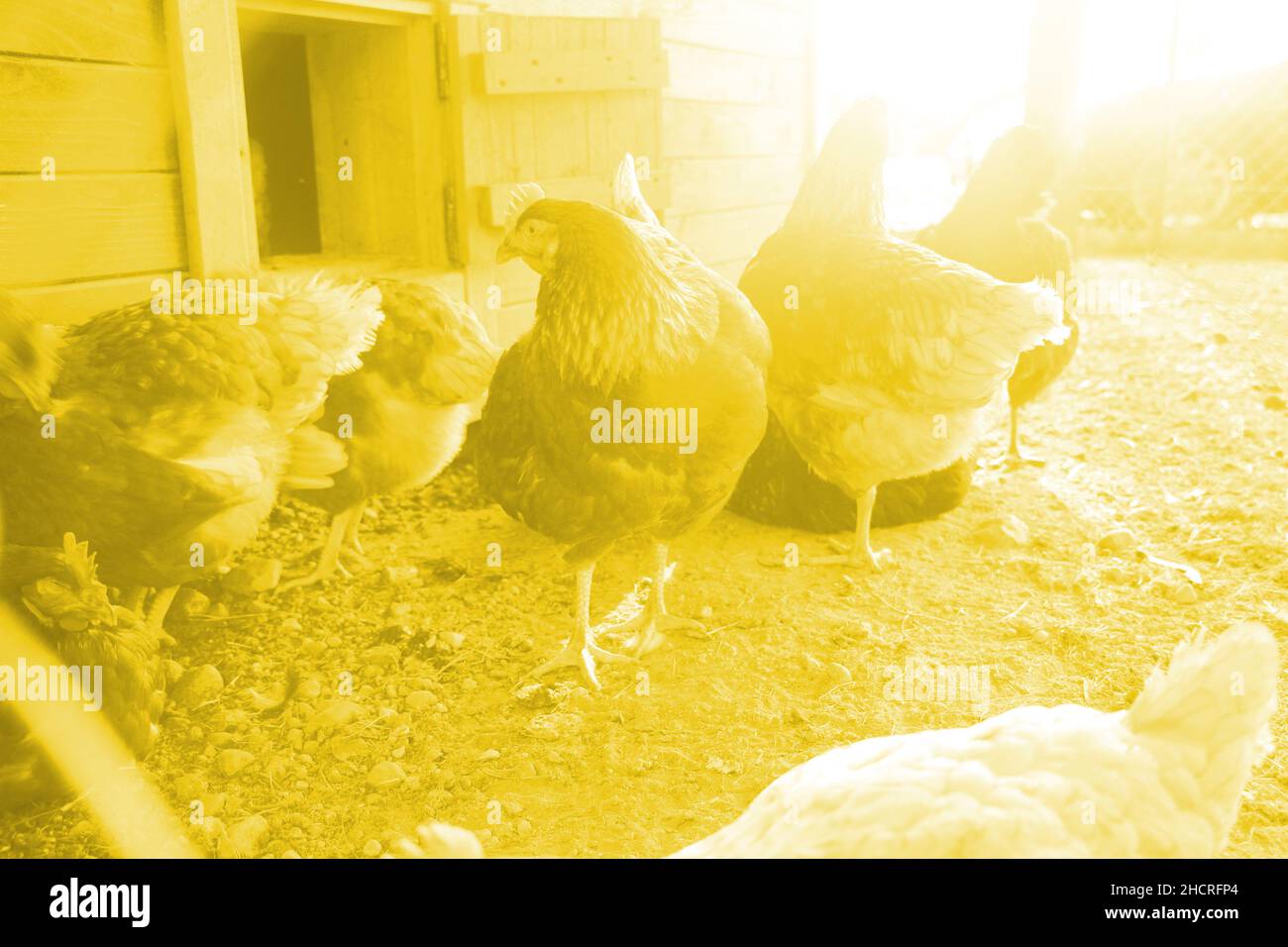 Farm hens in yard. Selective focus. Antibiotic free and hormone free ...