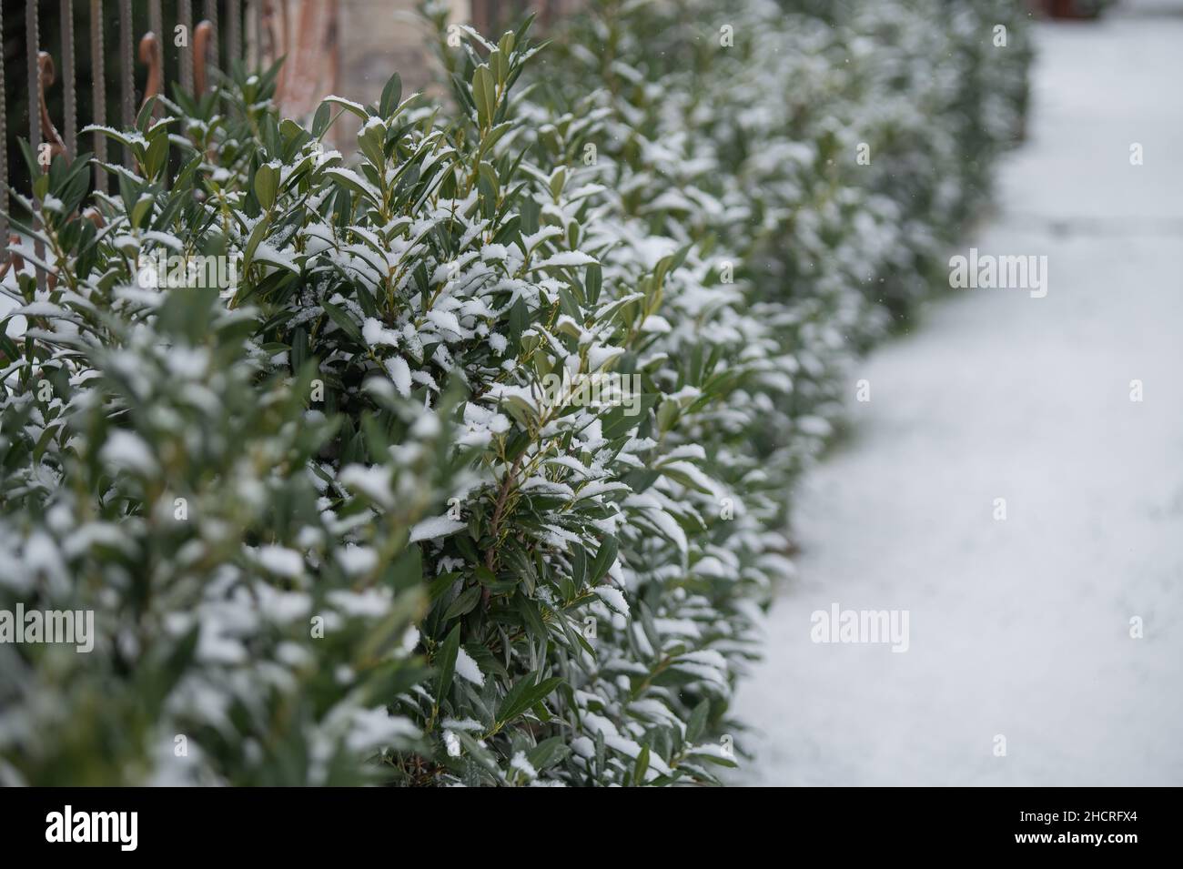 Green bushes covered with white snow. Winter Stock Photo - Alamy