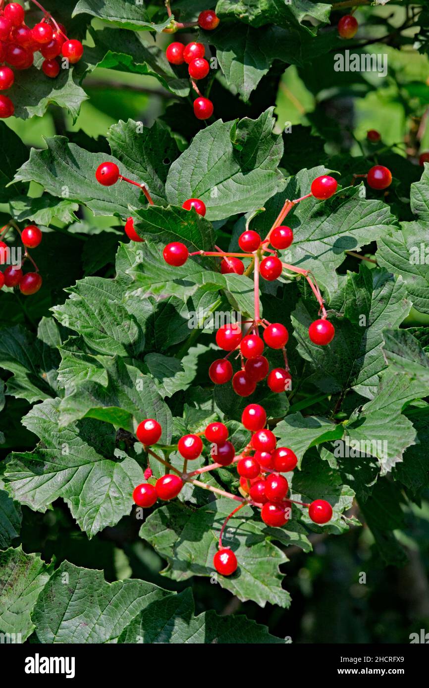 Highbush Cranberry is a native shrub in North America. Its fruit is a ...