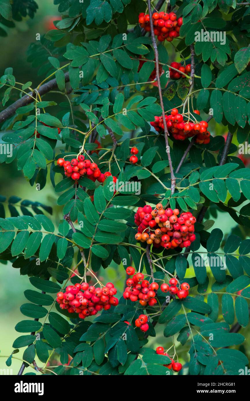 Small berry tree hi-res stock photography and images - Alamy