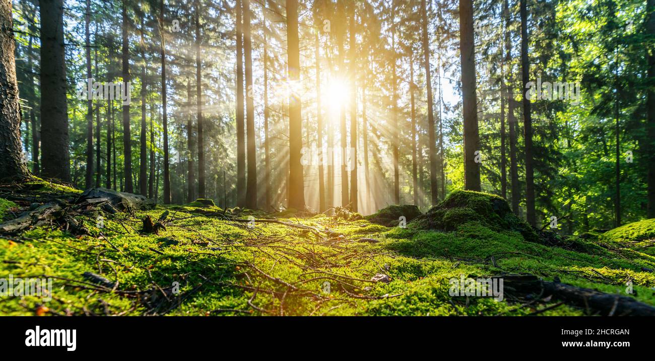 Panorama beautiful trees forest hi-res stock photography and images - Alamy