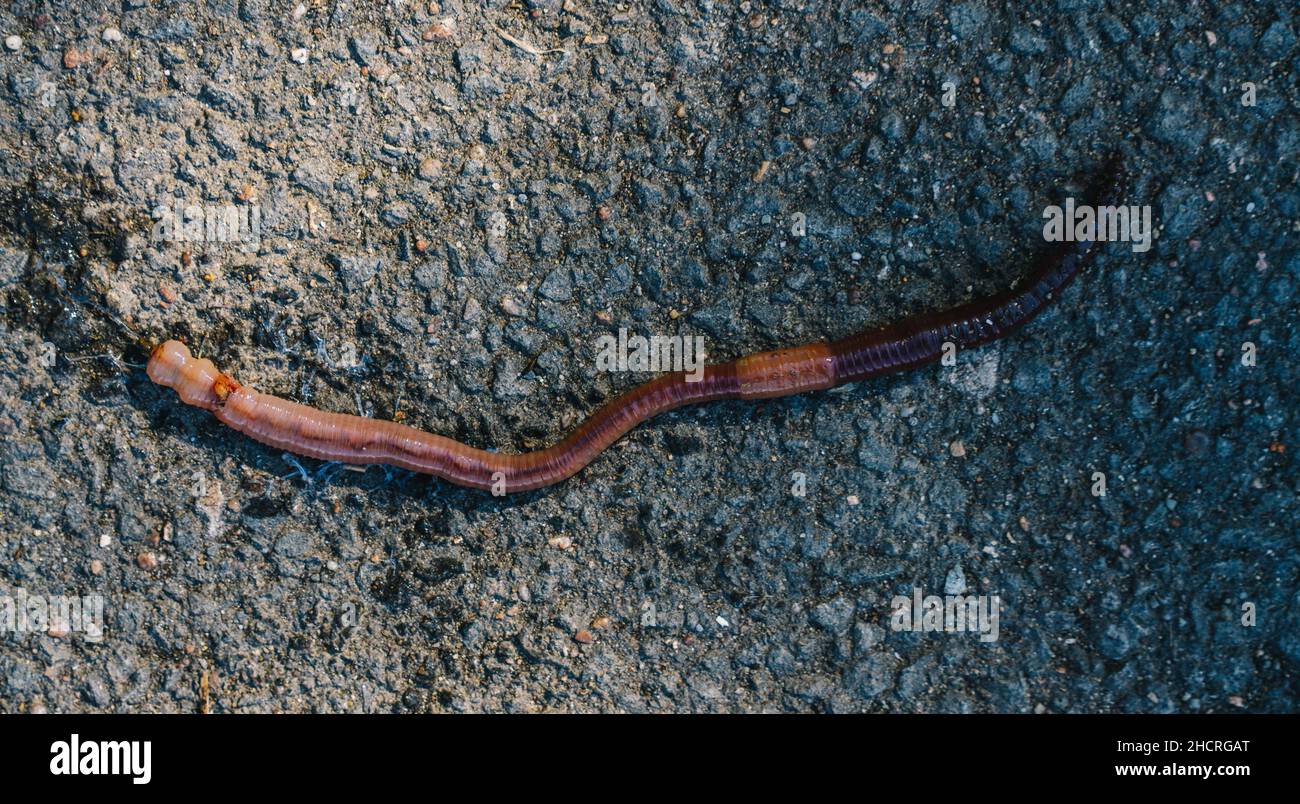 Earthworm dendrobena on a asphalt road Stock Photo - Alamy