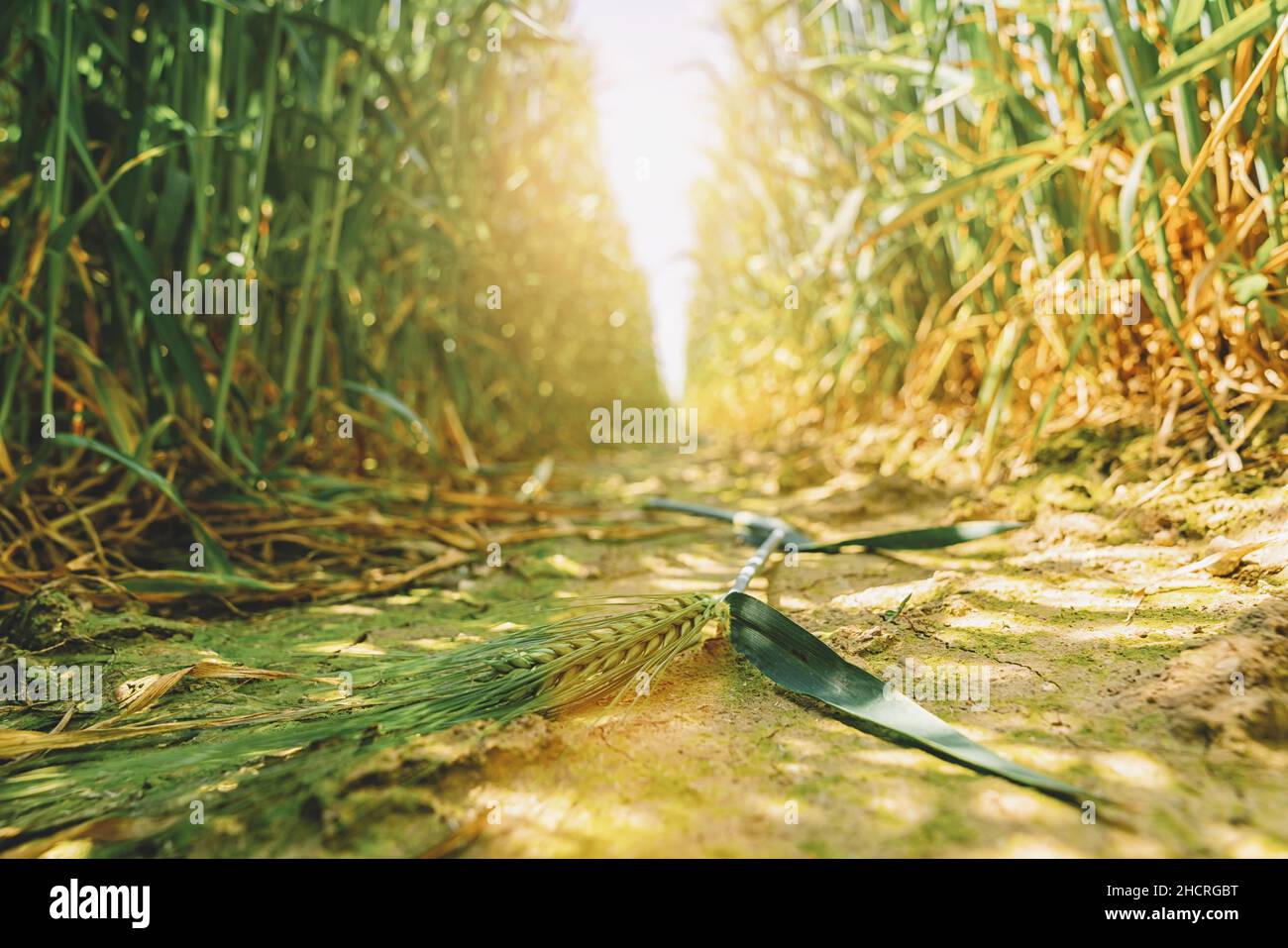Bad wheat harvest hi-res stock photography and images - Alamy