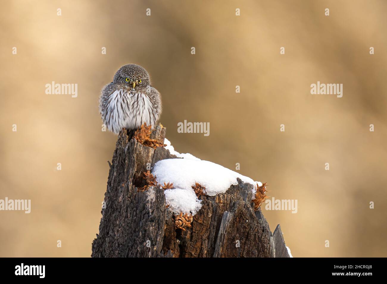 Mountain pygmy owl hi-res stock photography and images - Alamy