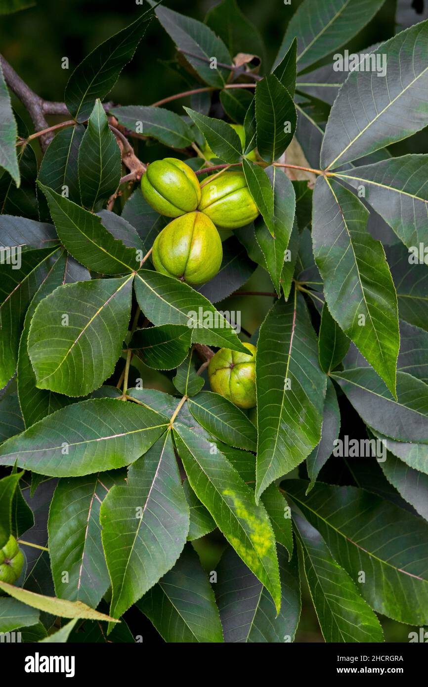 Shagbark Hickory nuts. are tasty not only to humand but are also an ...