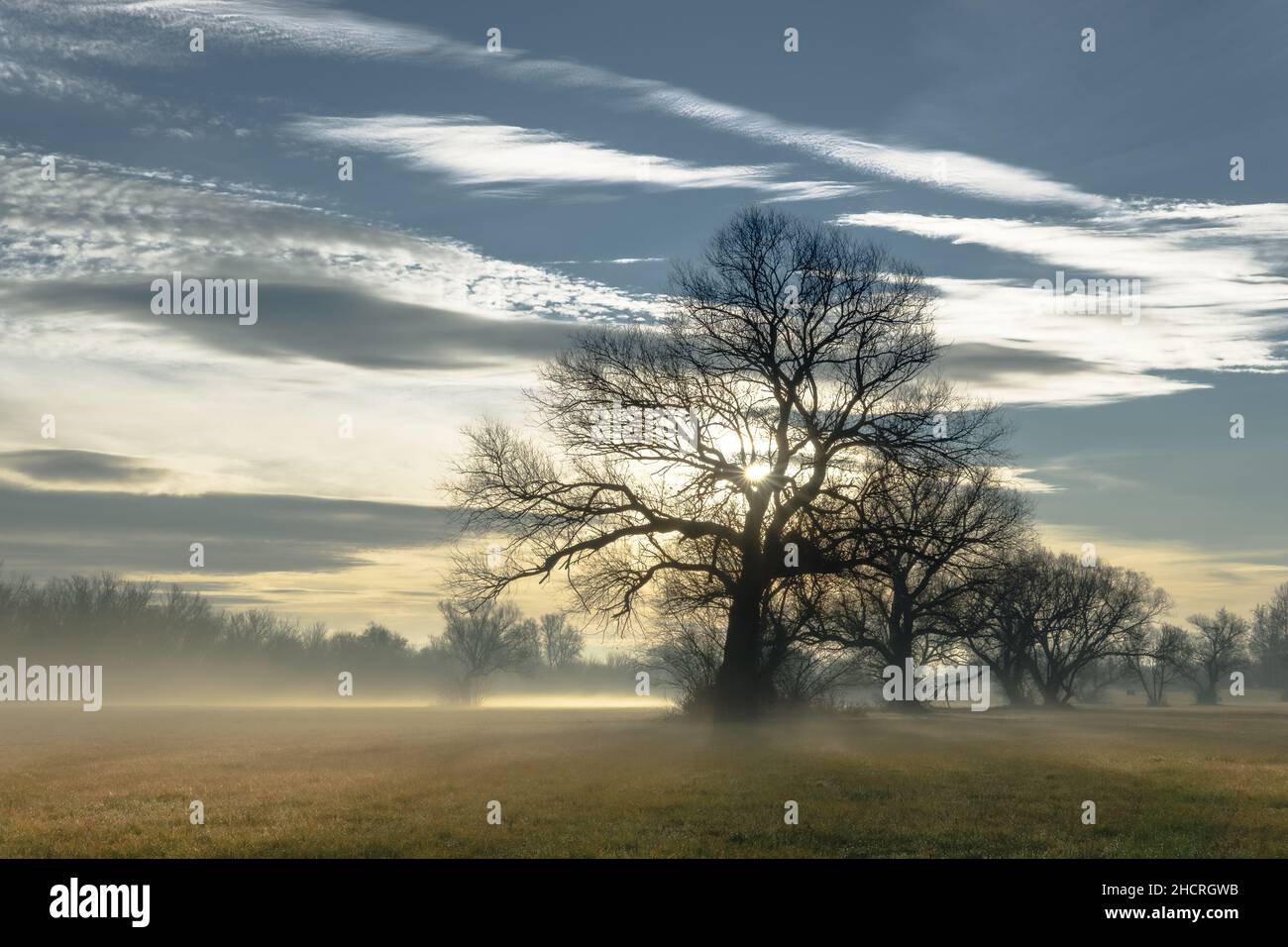 Backlit trees hi-res stock photography and images - Alamy