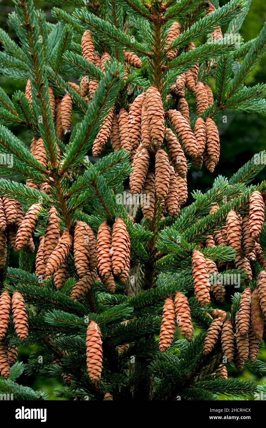 White Spruce, a native tree of northern North America, will often have ...
