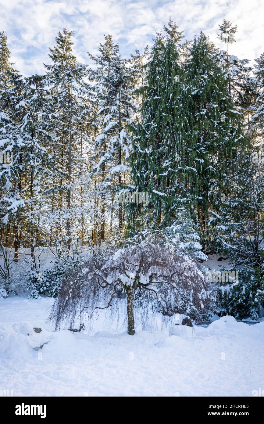 Snowy trees in a snow covered park Stock Photo - Alamy