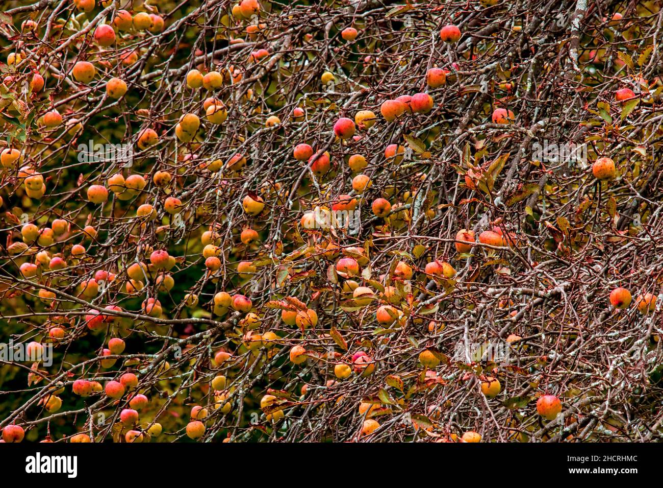 Although originally native to Asia, the common apple has spread and ...