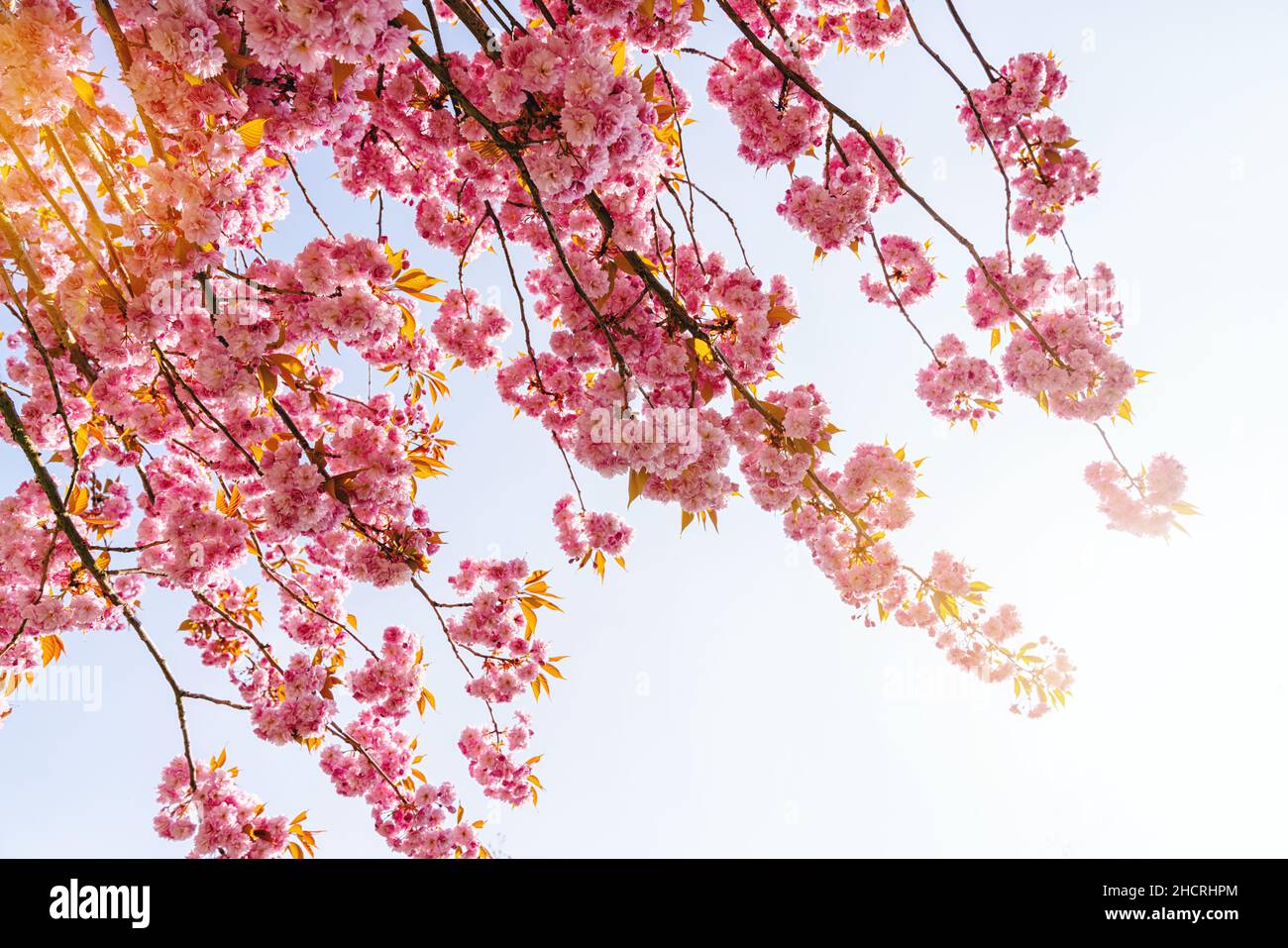 Cherry blossom in sunset hi-res stock photography and images - Alamy