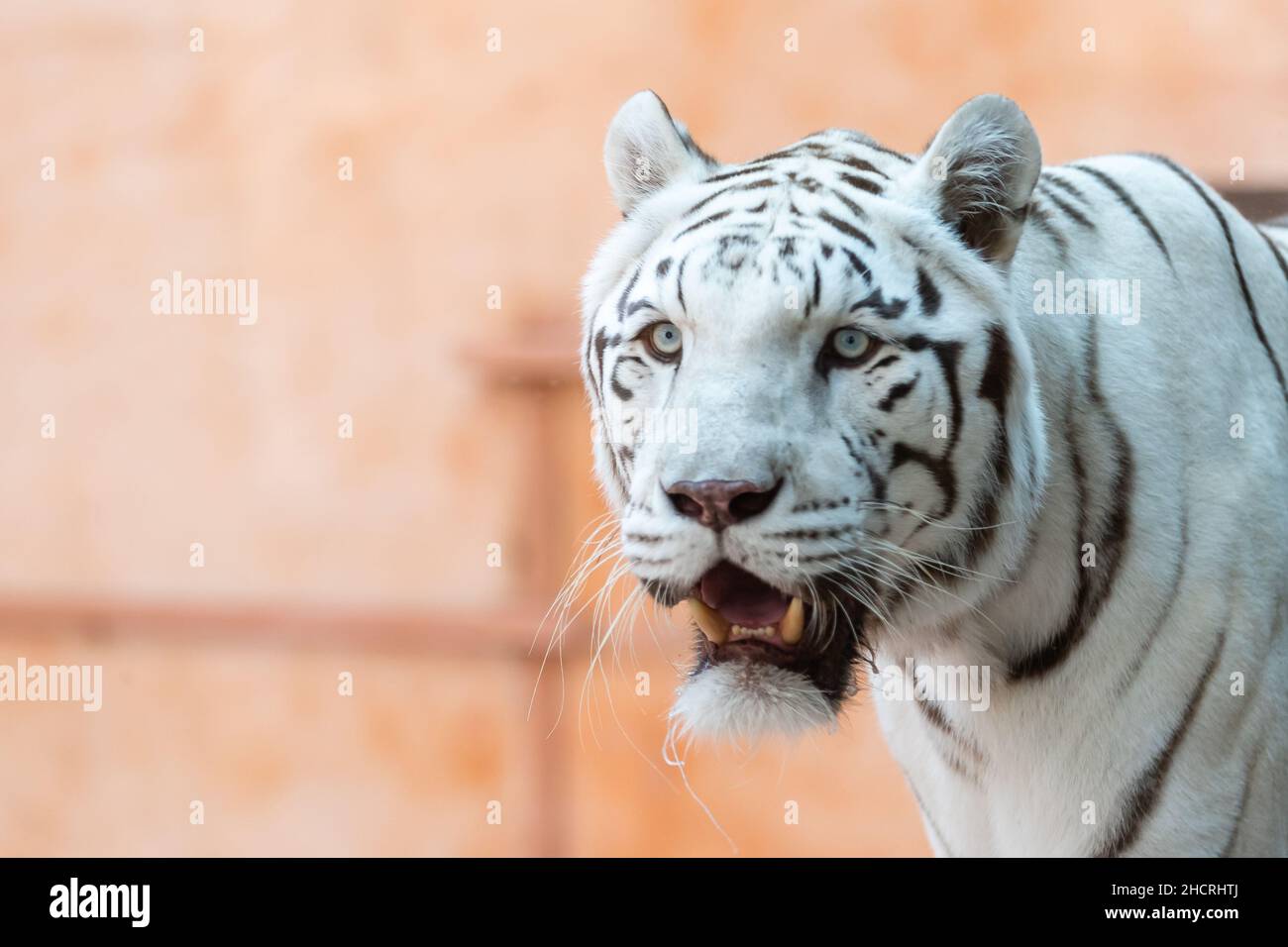 Danger white tiger at the zoo Stock Photo - Alamy