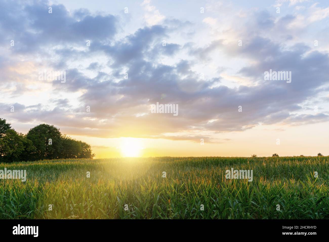 Wheat field sunset light summer hi-res stock photography and images - Alamy