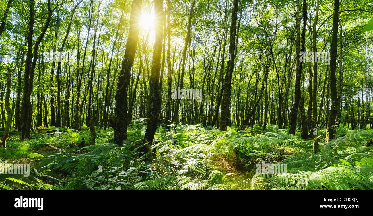 Beautiful sunlight through forest trees hi-res stock photography and ...